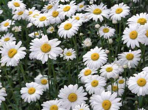 Au Naturelle Herb Of The Week Chamomile