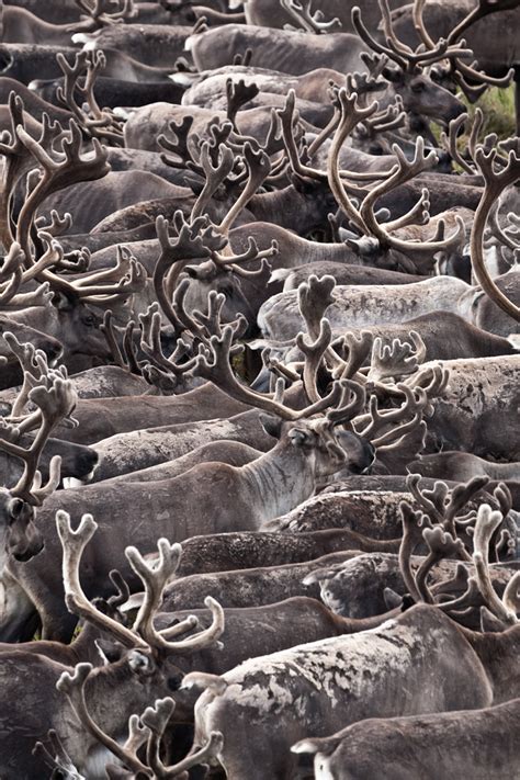 Blin Patrick Bois Et Velours