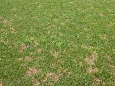 Dollar Spot Lawnpride Australia