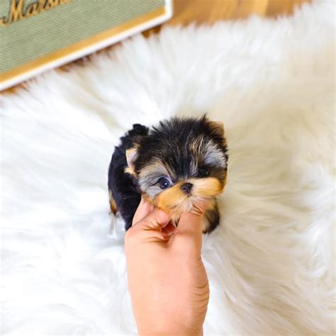 Yorkie Poo Puppies For Sale Adorable And Hypoallergenic