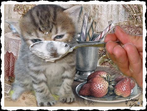 Cat S Page 36 Cat  Cats Cats And Kittens