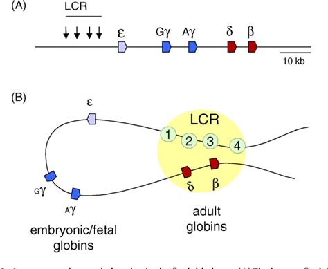 Globin Gene Regulation