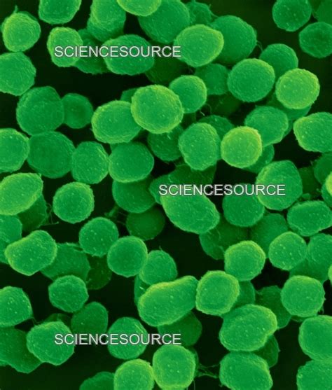 Methanococcus Organic Matcha Spirulina Purifying Clay Mask With Or