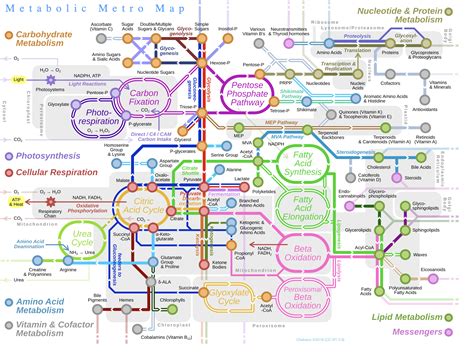 Metabolic Map Rutas Metabolicas Metabolismo Bioquímica