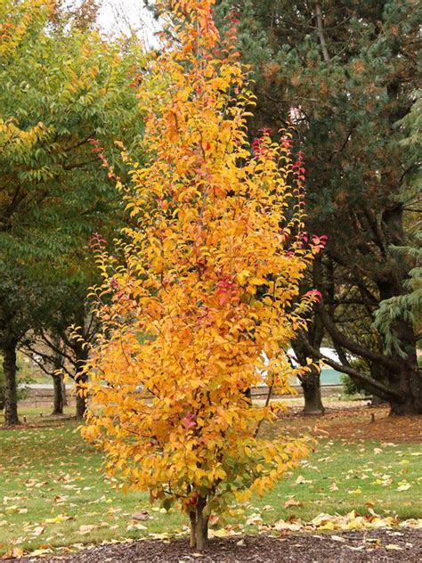 Pin On Kissing Tree Trinity