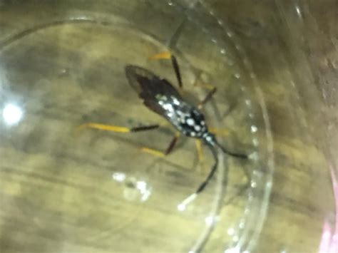 Another Silly Goober That Needs Id Rwhatsthisbug