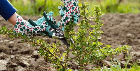 How To Grow Gooseberry Permaculture Plants