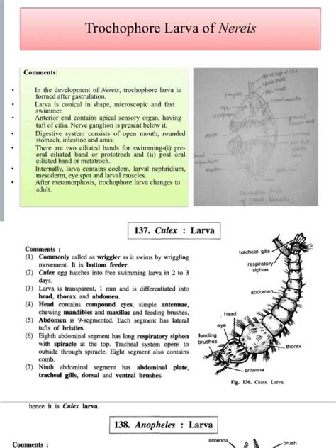 Larval Forms Pdf