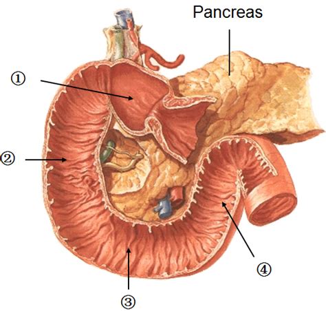 Parts Of The Duodenum Digestive System Medical Anatomy Med School