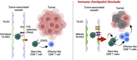 Stem Cell Like T Cells Have A Specific Entry Gate To The Tumor Cancer Cell