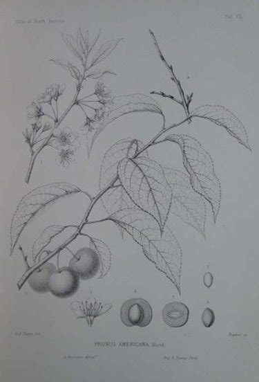 Plant This Plant Native Plum The Altamont Enterprise