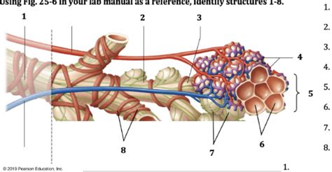 Solved What Is A Pneumocyte Type Ii Cell Or Septal Cell And What
