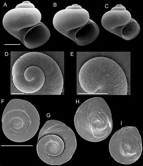 Lets Do Some Zoology Phantom Cave Snail Pyrgulopsis Texana A