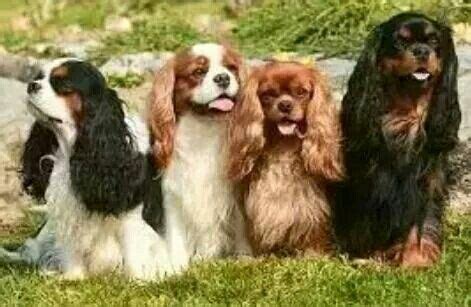 Cavalier King Charles Spaniel Colors