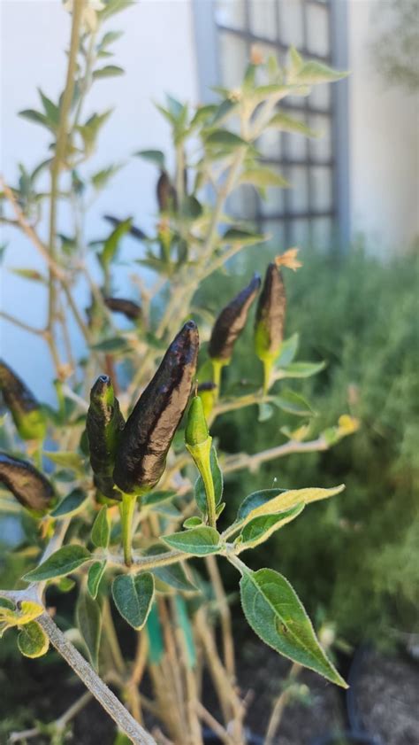 Vietnamese Devil Pepper Rspicy