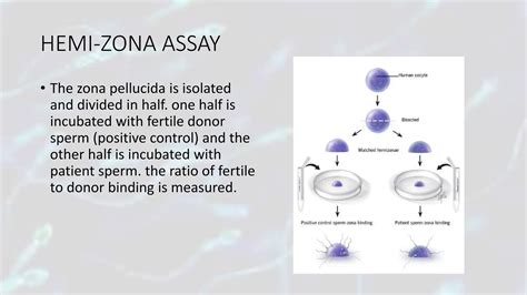 Sperm Function Test In Embryology Pptx