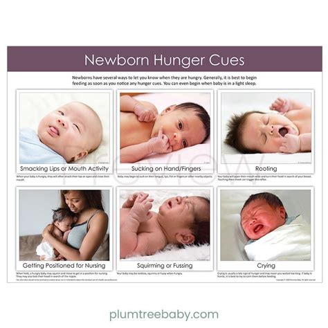 Newborn Hunger Cues Poster Large English Breastfeeding Poster