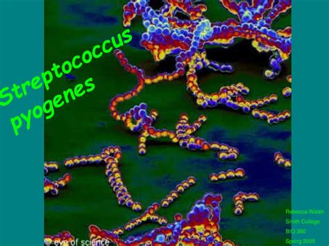 Streptococcus Pyogenes Slide