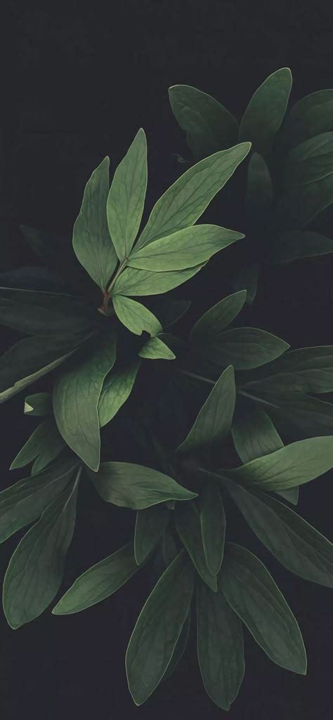 Green Leaf Background Aesthetic