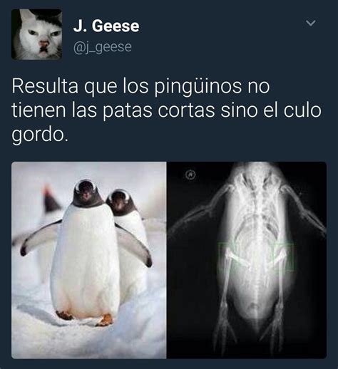 ¿quien Es La Morra Más T H I C C De Acá R Techoblanco