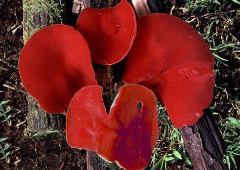 Sarcoscypha Mesocyatha