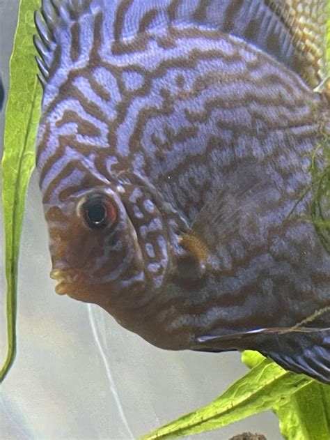 How On Earth To Sex Discus Big Blue Is 6 Inches Orangebluered Is 4