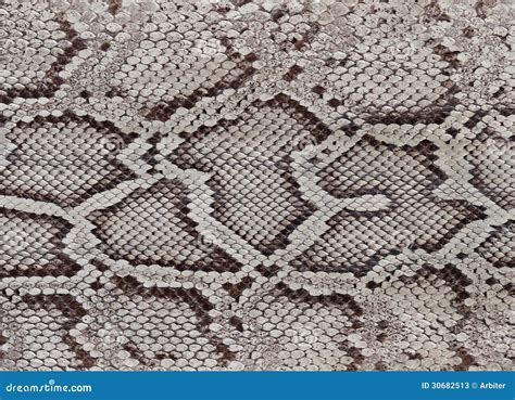 Python Skin Stock Image Image Of Brown Scales Fauna 30682513