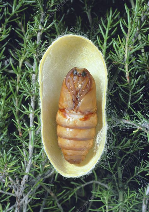 Cocoon Of Silkworm Containing Pupa Stock Image Z355 0454 Science