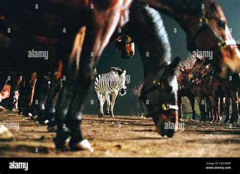 Racing Stripes Stripes The Zebra 2005 C Warner Brotherscourtesy