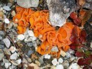 Orange Peel Fungus Identification And Foraging Guide Mushroom
