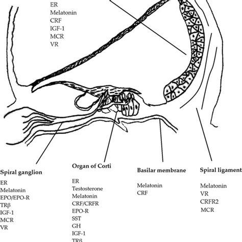Hormone Andor Receptor Expression Sites In The Inner Ear Er Estrogen