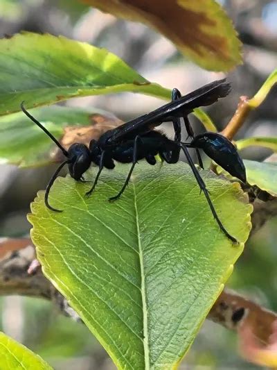 Red Paper Wasps Identification And Nest Removal