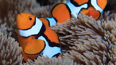 Nemo Findings How Quickly Clownfish Gets Stripes Depends On Which Sea