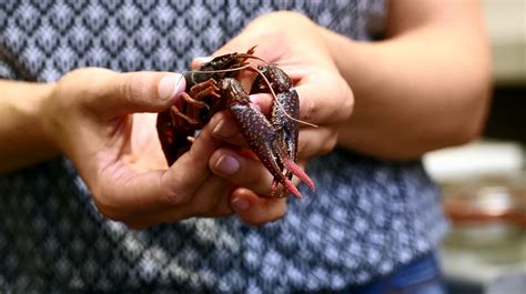 Invasive Crayfish More Than A Dodo