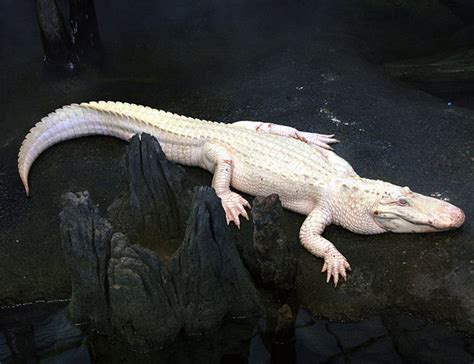 Leucistic Vs Albino Whats The Difference