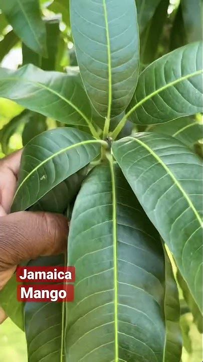 Jamaica Mango Jamaican Mango Tree On The Benefits 💯 Shorts Youtube