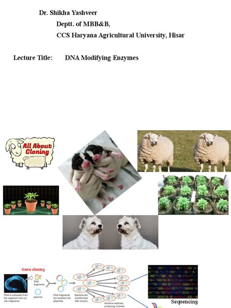 Dna Modifying Enzymes Pdf Restriction Enzyme Dna Ligase