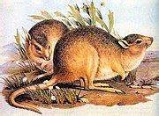 List Of Recently Extinct Mammals Wikipedia