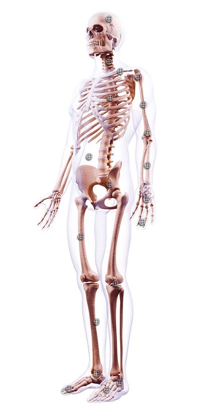 Anatomie Ellenbogen Orthorad