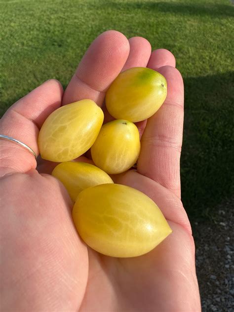Barrys Crazy Cherry Tomato Seeds Etsy