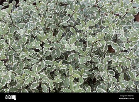 Pittosporum Tenuifolium Oliver Twist