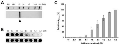 Synergistic Removal Of Static And Dynamic Staphylococcus Aureus Biofilms By Combined Treatment