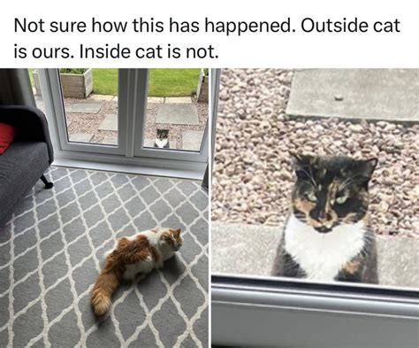 Funny Cat Picture Not Sure How This Happened