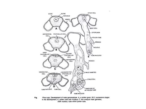 Life Cycle Of Pinus Pptx