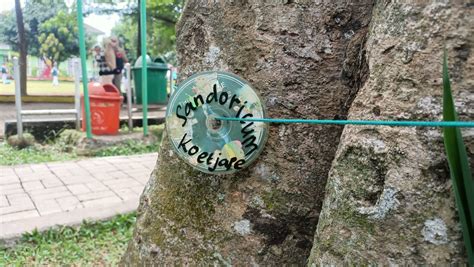 Unik Dan Kreatif Cd Rom Bekas Digunakan Untuk Label Nama Pohon Murad Maulana