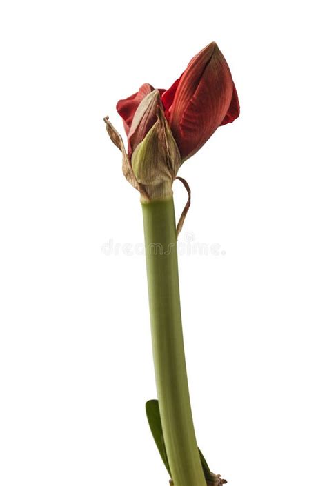 Bud Hippeastrum Amaryllis Velvet Nymph On White Background Isolated