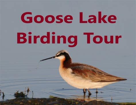 Goose Lake Birdwatching And Bird Photography Tour Discover Saskatoon