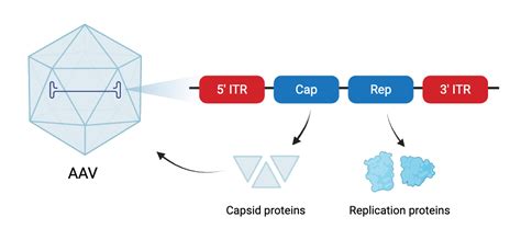 Addgene Adeno Associated Virus Aav Guide