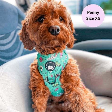 Cavapoo Harness Tranet Biologia Ufrj Br