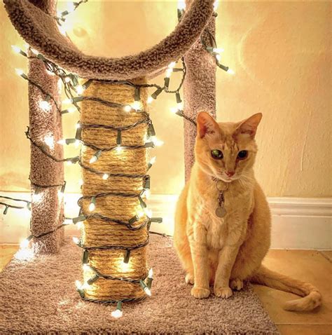 My Sweet Kitty Passed Away Christmas Eve Rcats